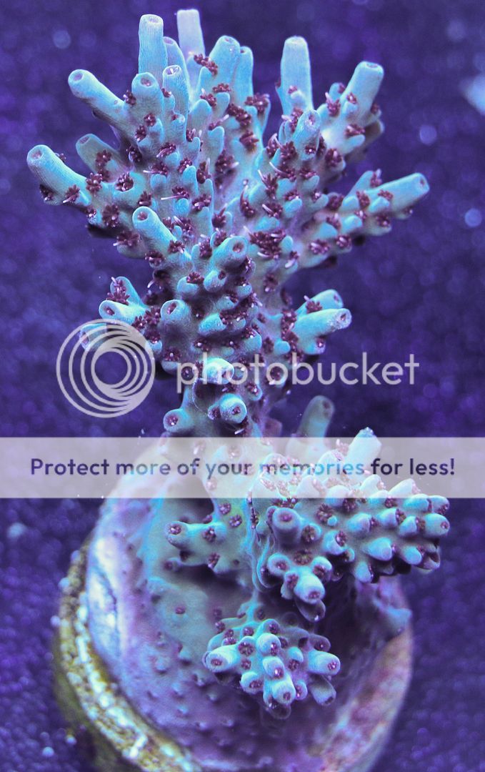 Reef Raft buyers, lets see some colonies | Reef2Reef