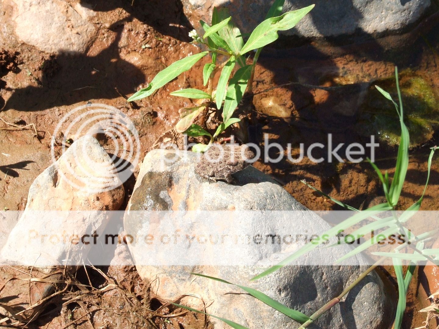 Herp ID help - Field Herp Forum