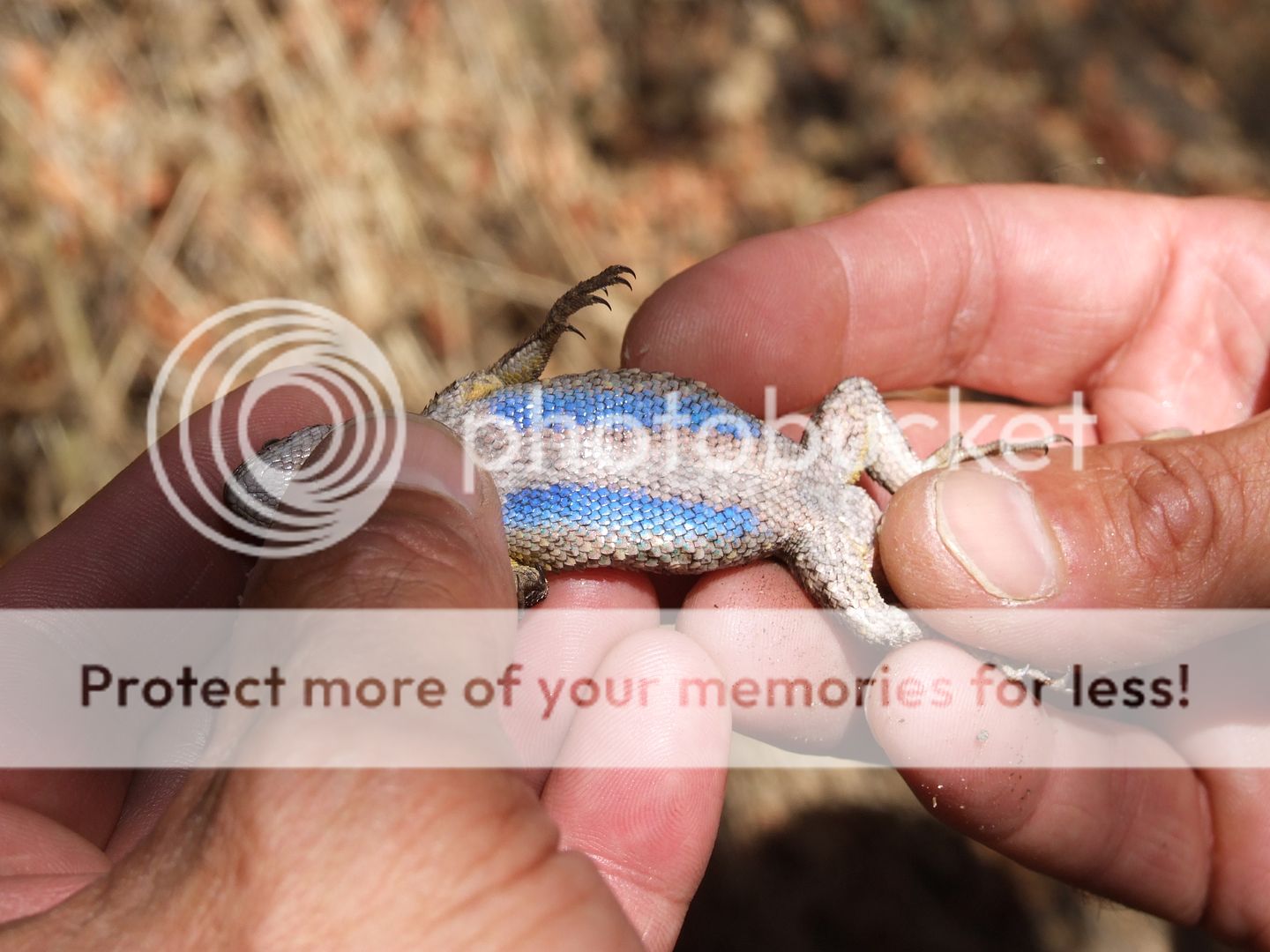 Herp ID help - Field Herp Forum