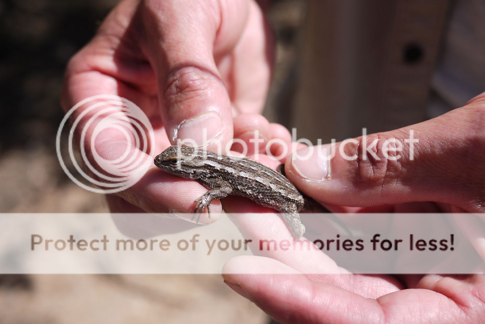 Herp ID help - Field Herp Forum